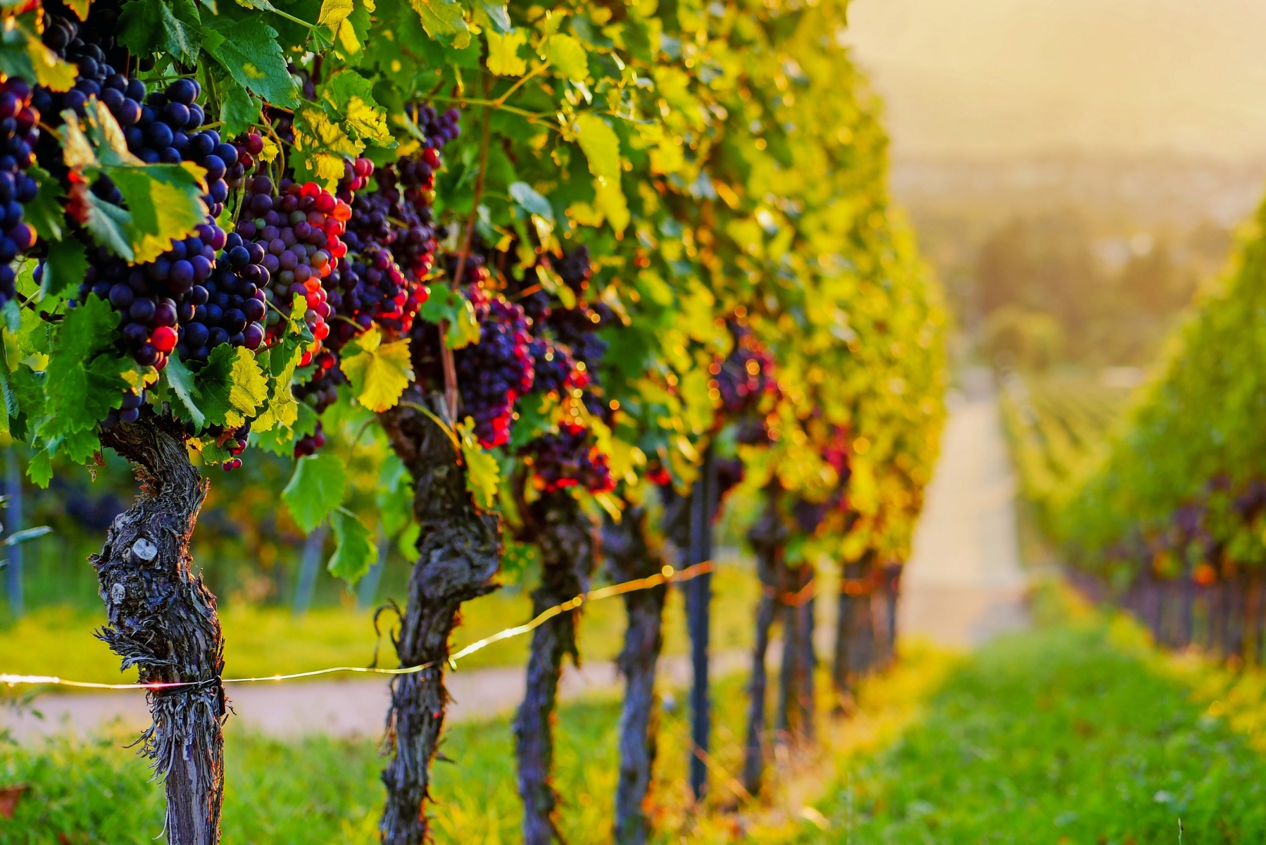 Goldener Herbst an Rhein und Mosel